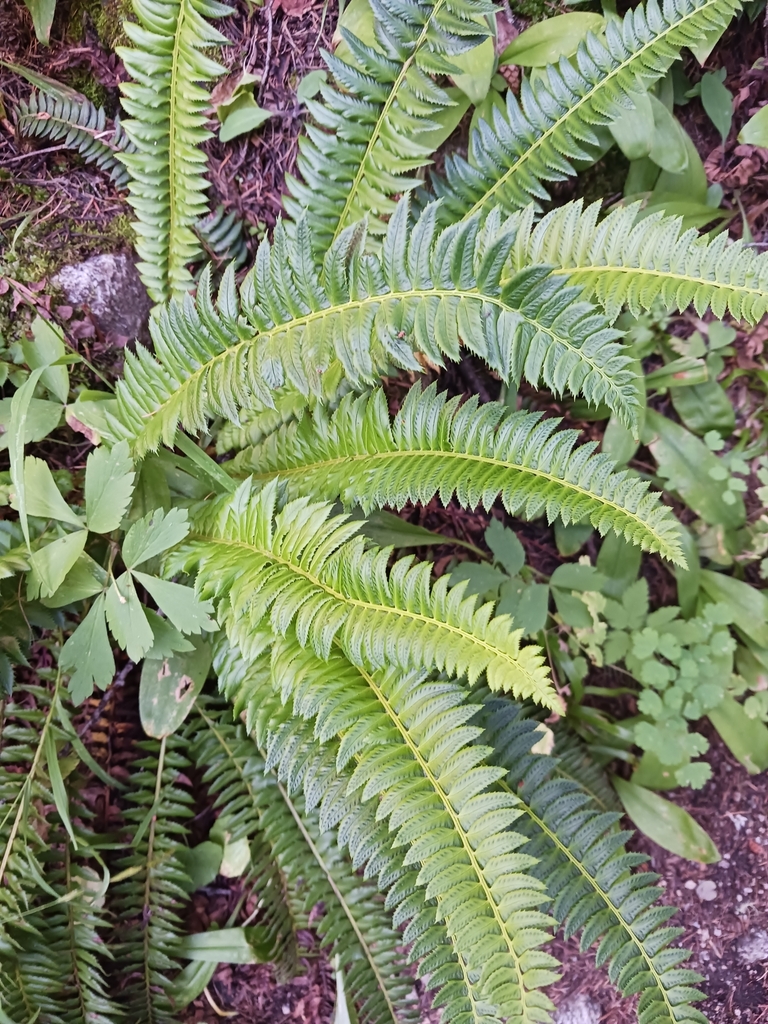 northern holly fern from Wallowa County, US-OR, US on August 11, 2023 ...