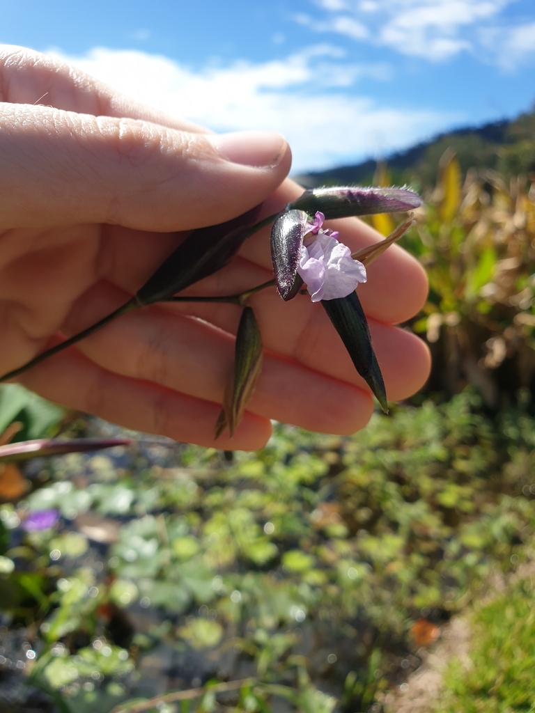 alligator flag from Cannonvale QLD 4802, Australia on August 12, 2023 ...