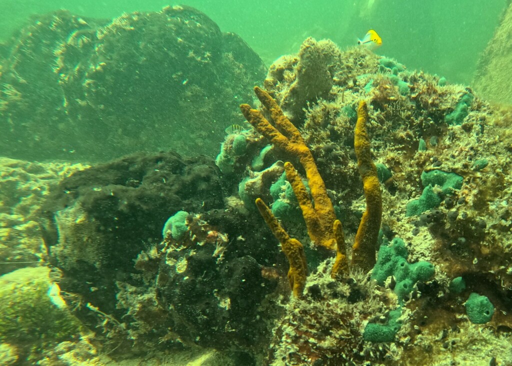 Scattered Pore Rope Sponge from Monroe County, FL, USA on August 9 ...