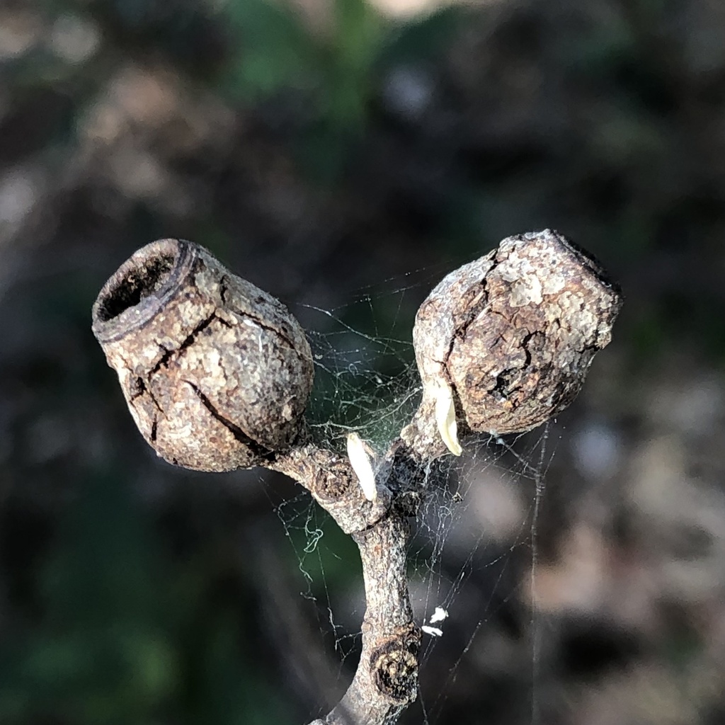 gum trees from Railway St, Rydalmere, NSW, AU on August 12, 2023 at 11: ...