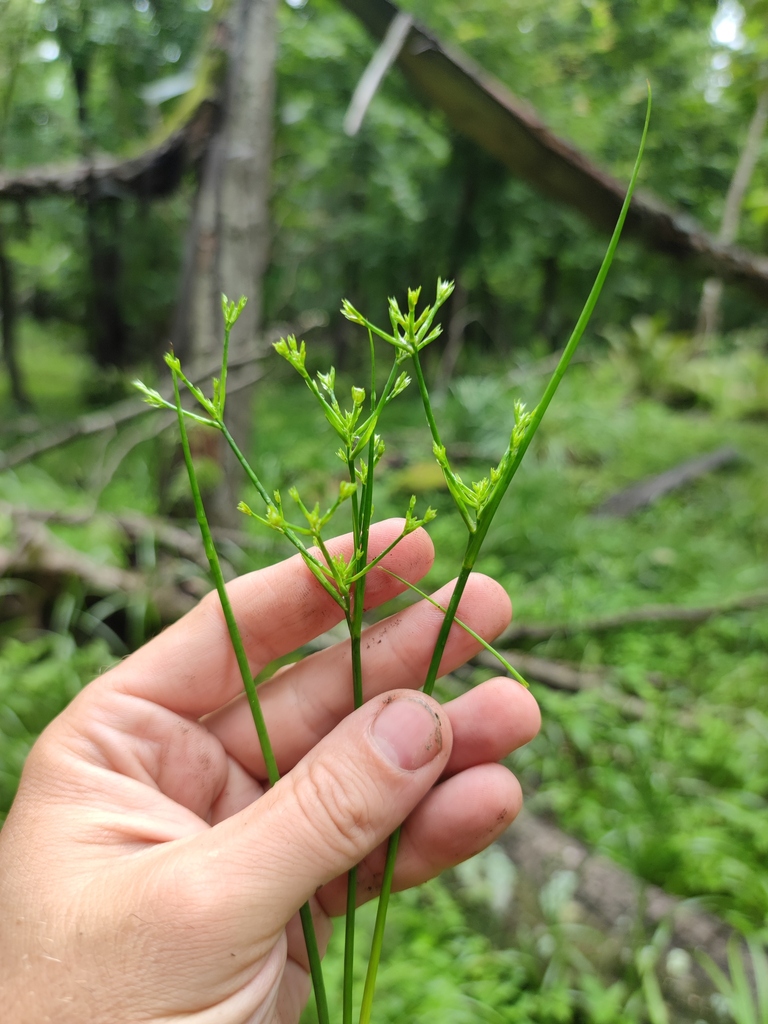 Juncus papillosus from близ г. Бугристая, Хасанский р-н, Приморский ...