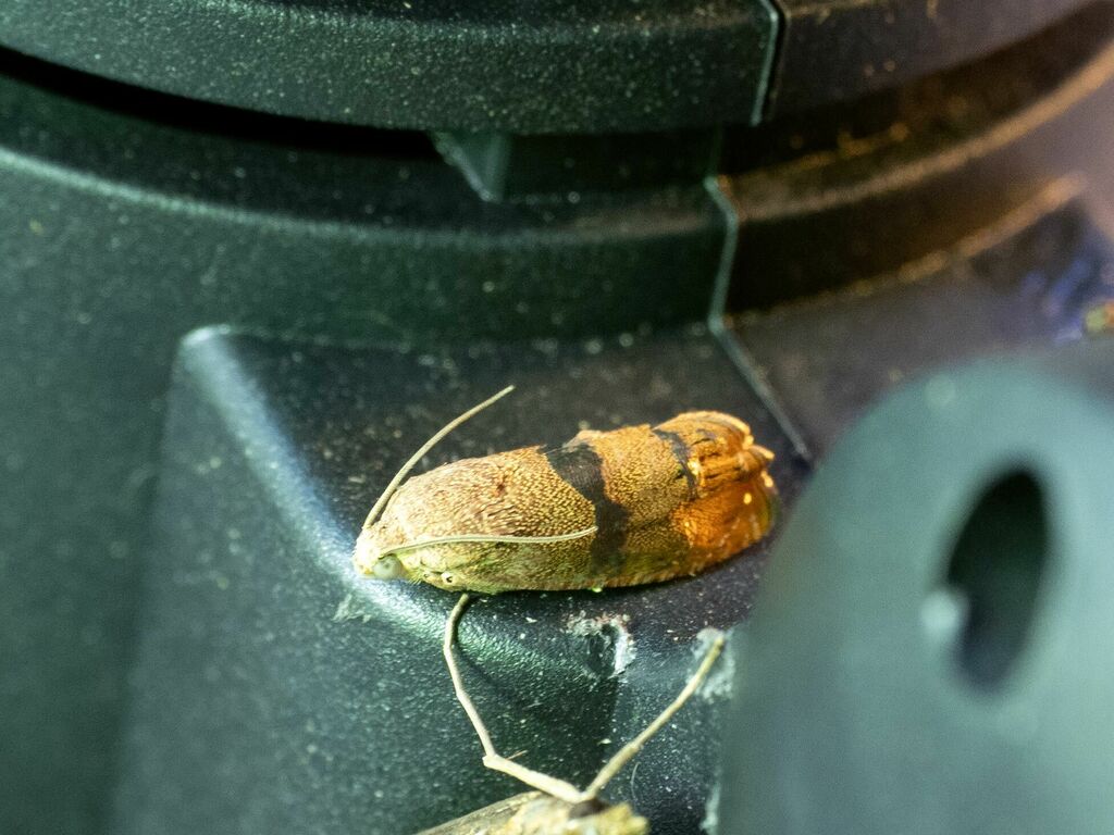 Filbertworm Moth in August 2023 by Maureen Clare Murphy. Time ...