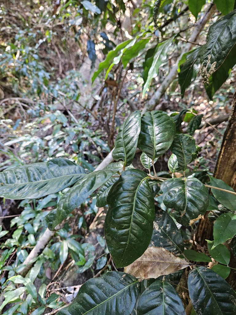 Scrub Turpentine from Pomona QLD 4568, Australia on August 1, 2023 at ...