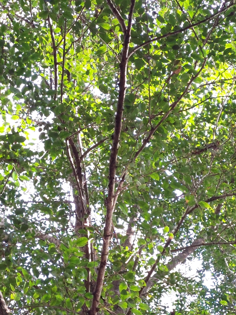 Cheese Tree from Beecroft NSW 2119, Australia on August 12, 2023 at 01: ...