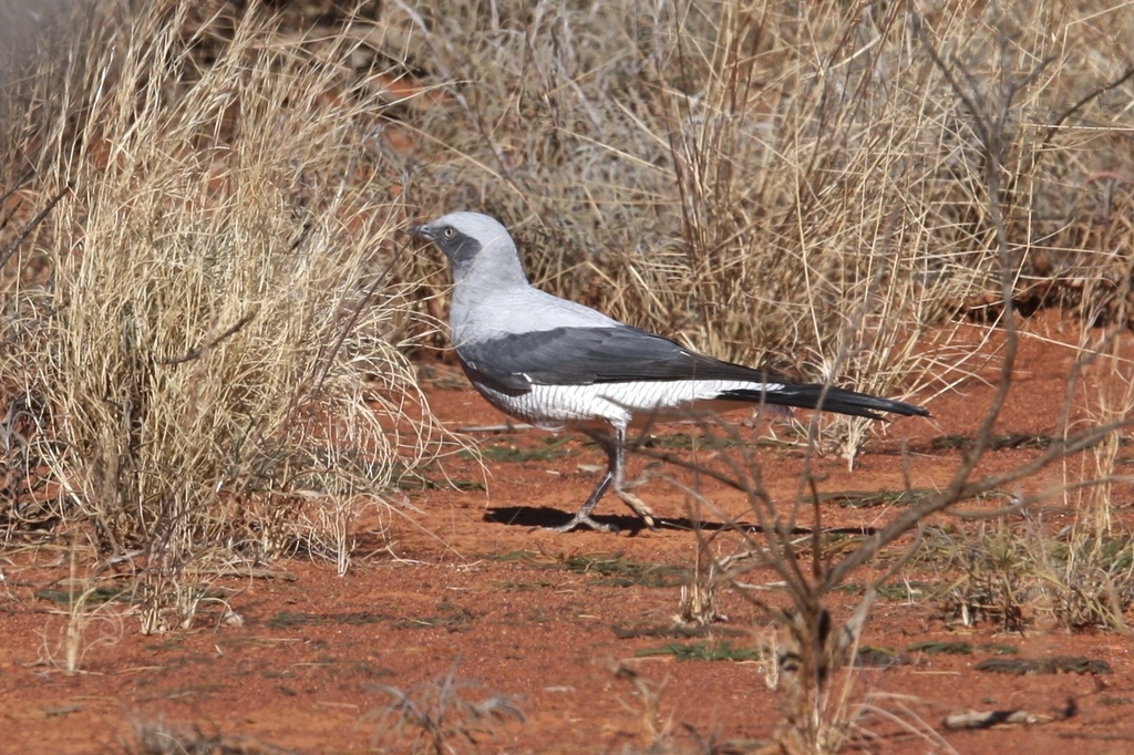 Ground Cuckooshrike from Cunyu Station, Wiluna WA, Australia on June 16 ...
