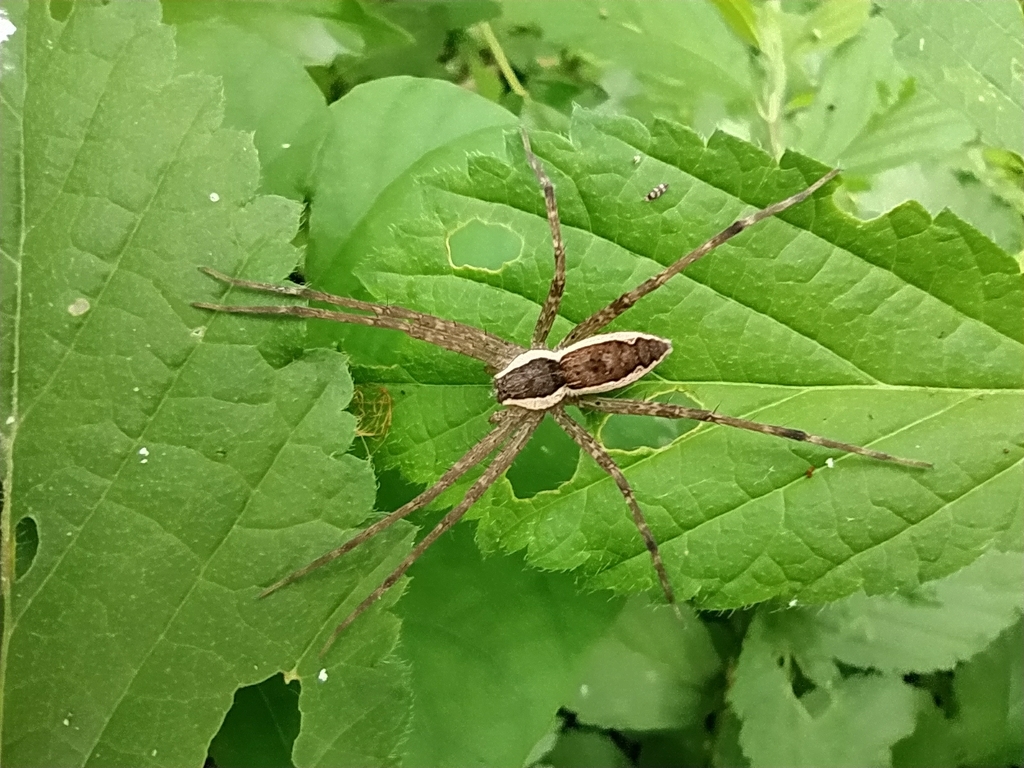 Nursery Web Spiders from 48778 Jal., México on August 11, 2023 at 10:16 ...