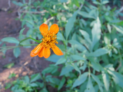 Aceitilla naranja (Bidens sambucifolia)