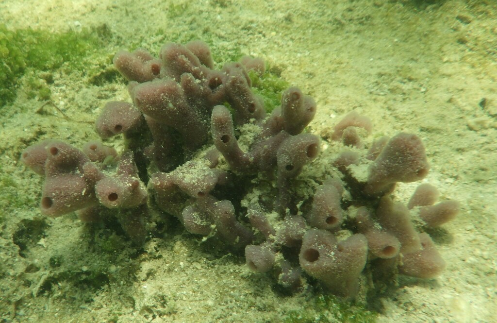 Chalinula molitba from Islamorada, FL, USA on August 7, 2023 at 01:36 ...