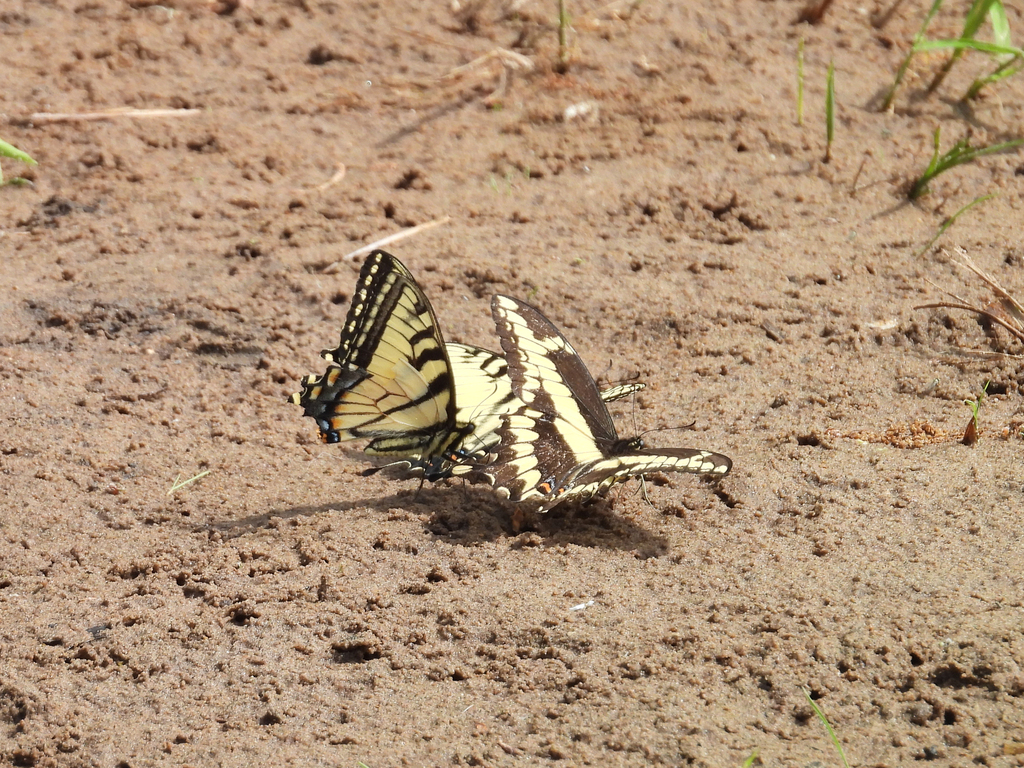 Eastern Tiger Swallowtail from Chisago County, MN, USA on May 31, 2023 ...