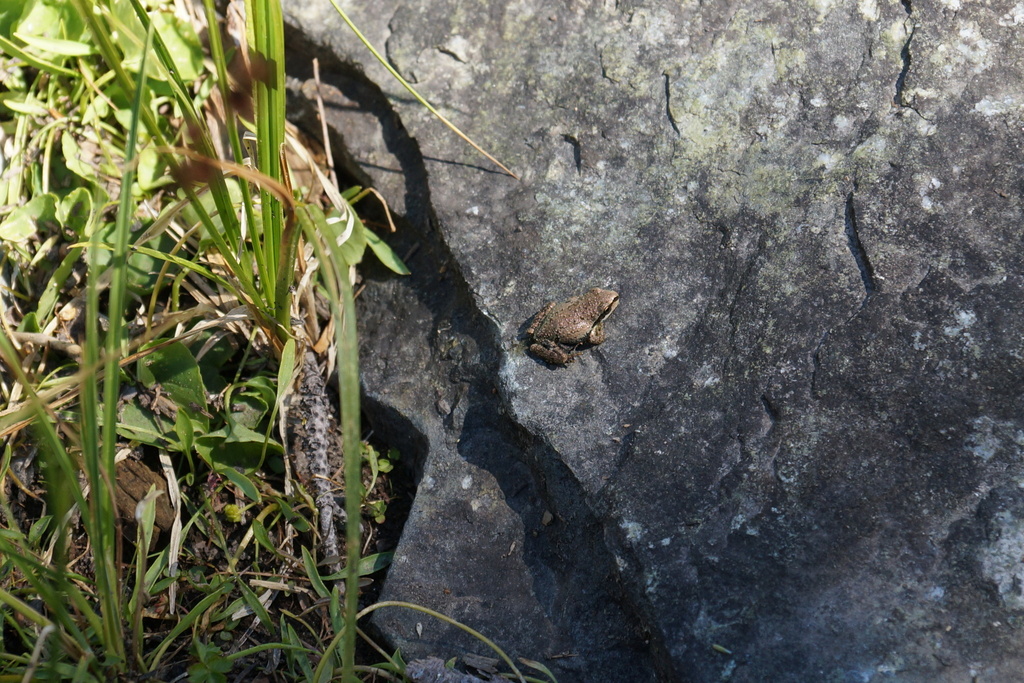 Sierran Tree Frog from Idaho County, ID, USA on August 18, 2013 at 01: ...