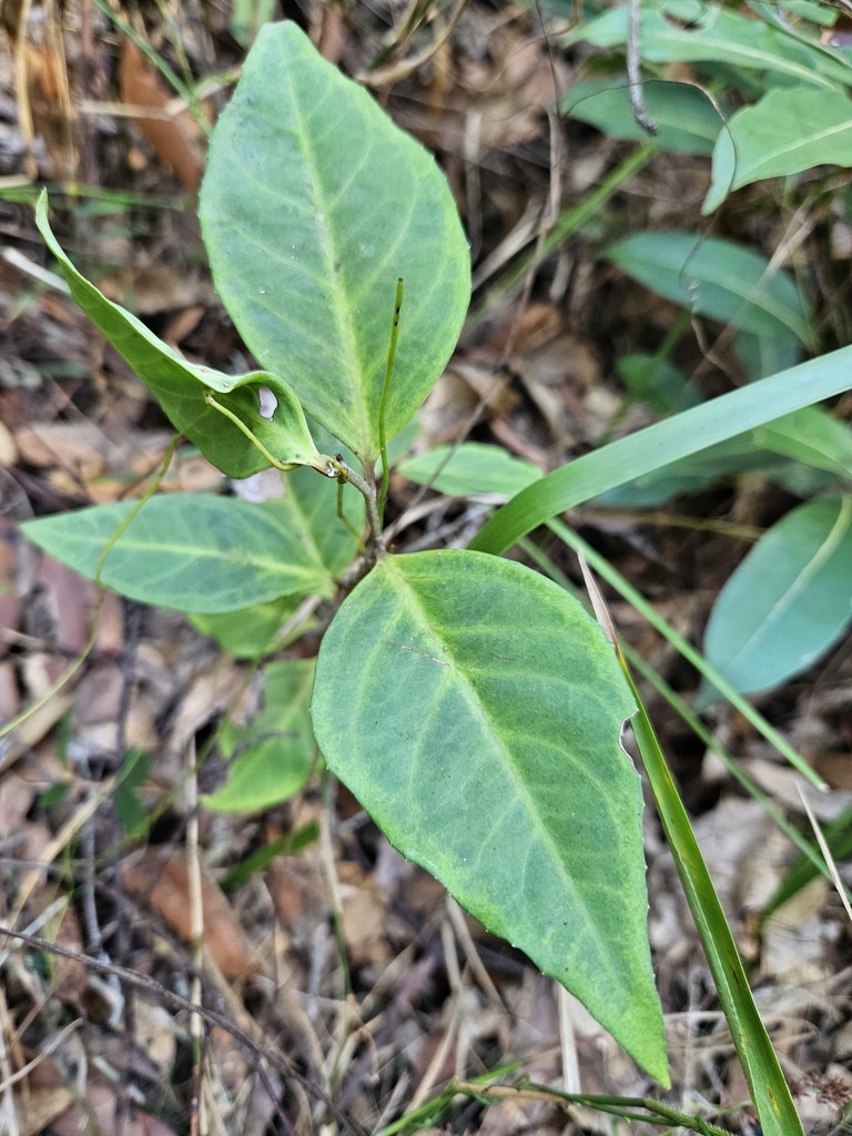 Embelia from Pomona QLD 4568, Australia on August 1, 2023 at 12:25 PM ...