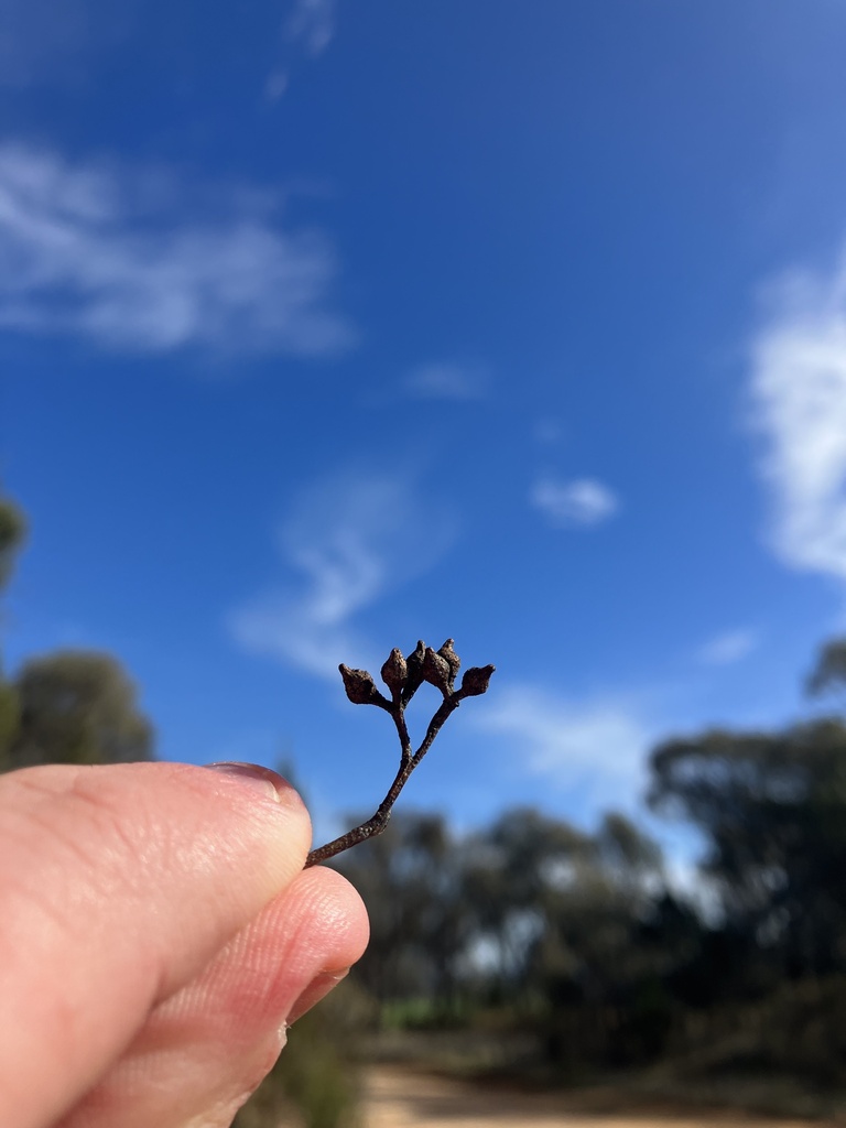 Red Stringybark from Reinholds La, Temora, NSW, AU on August 12, 2023 ...