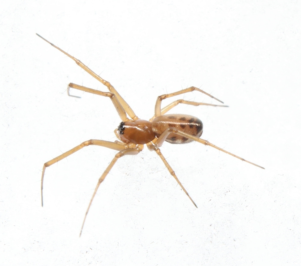 Neriene variabilis from Allegheny County, PA, USA on February 2, 2019 ...