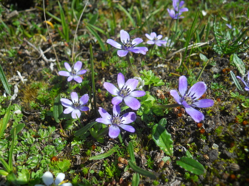 Anemonastrum rupestre · iNaturalist