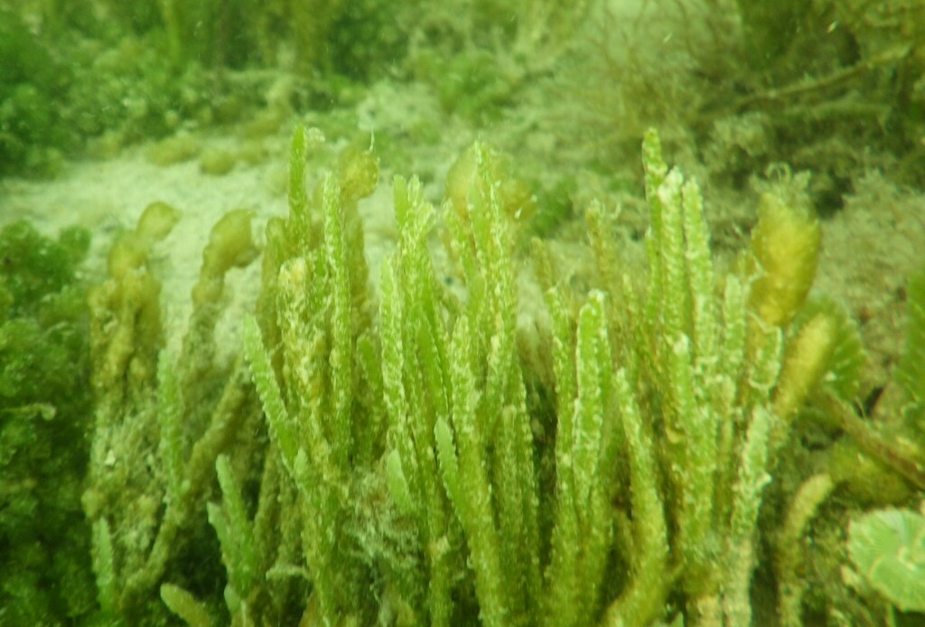 cactus tree alga from Islamorada, FL, USA on August 7, 2023 at 04:32 PM ...