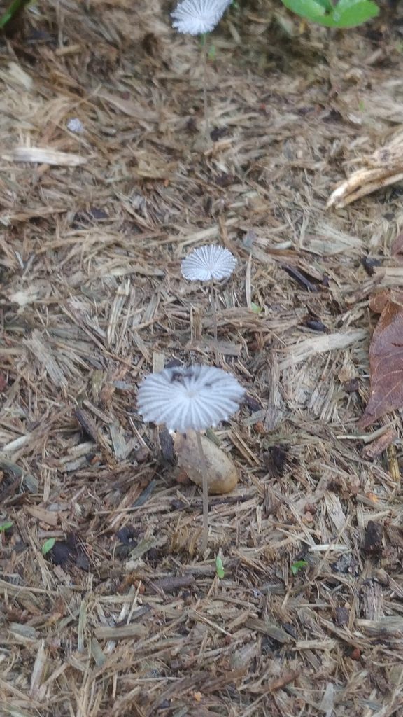 Narcissea from Coimbatore, IN-AP, IN on May 9, 2023 at 07:10 AM by ...