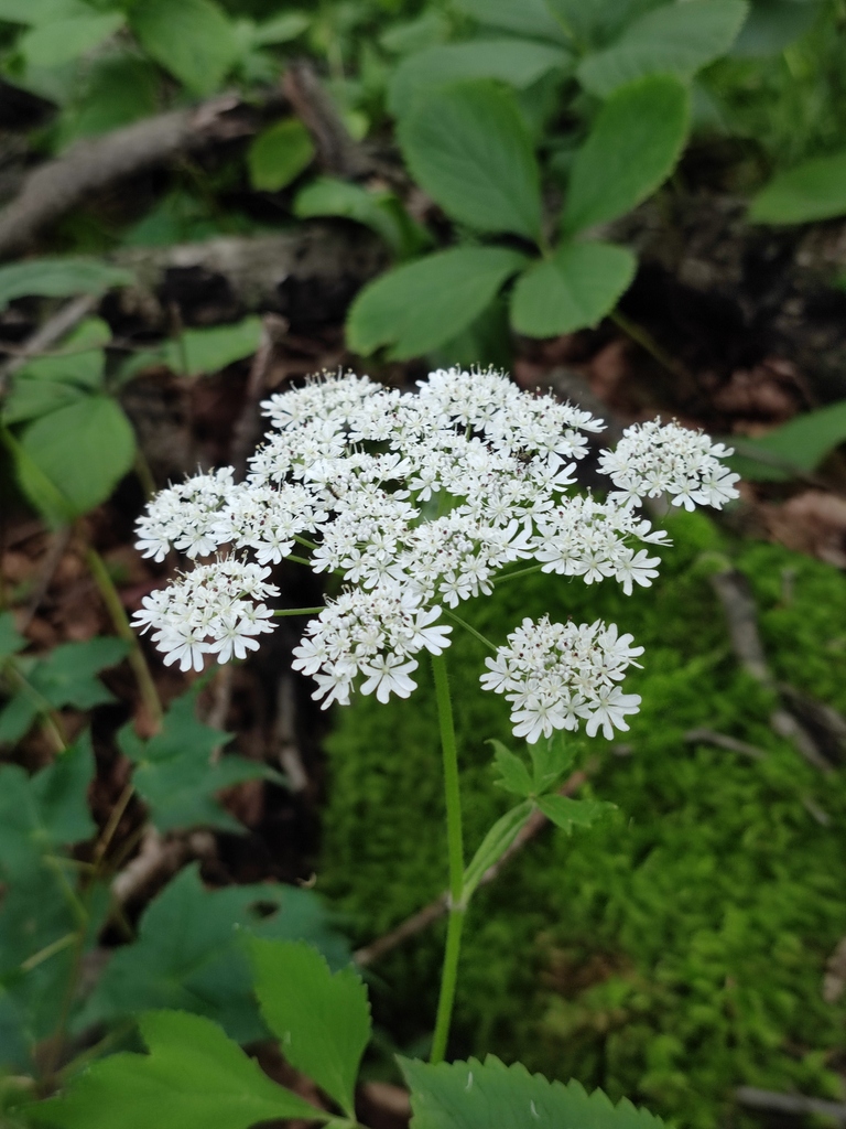dissected hogweed from близ г. Бугристая, Хасанский р-н, Приморский ...
