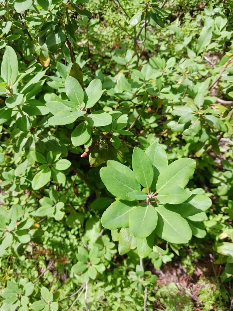 Western Labrador Tea from Wallowa County, US-OR, US on August 11, 2023 ...
