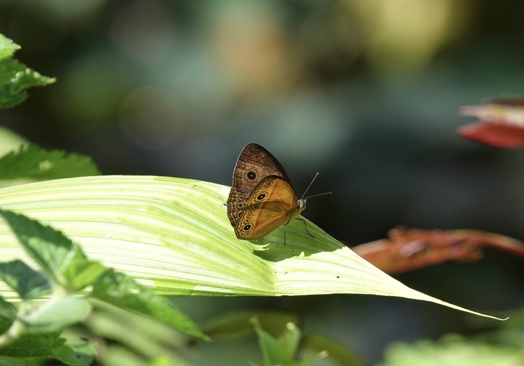 Hewitson's Bushbrown from Ok Menga North Fly District, Papua New Guinea ...