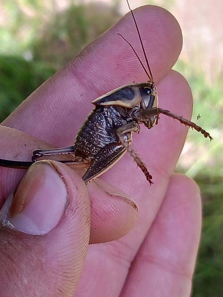 Mormon Cricket from Wallowa County, US-OR, US on August 11, 2023 at 12: ...