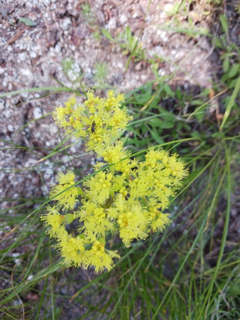 wild buckwheats from Wallowa County, US-OR, US on August 11, 2023 at 12 ...