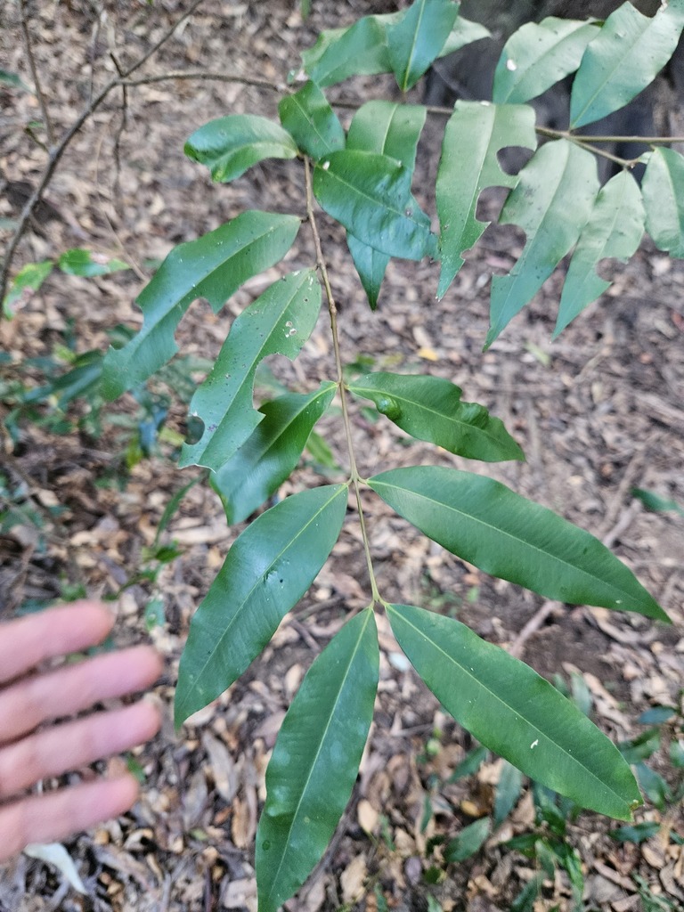 weeping lilli pilli from Pomona QLD 4568, Australia on August 1, 2023 ...