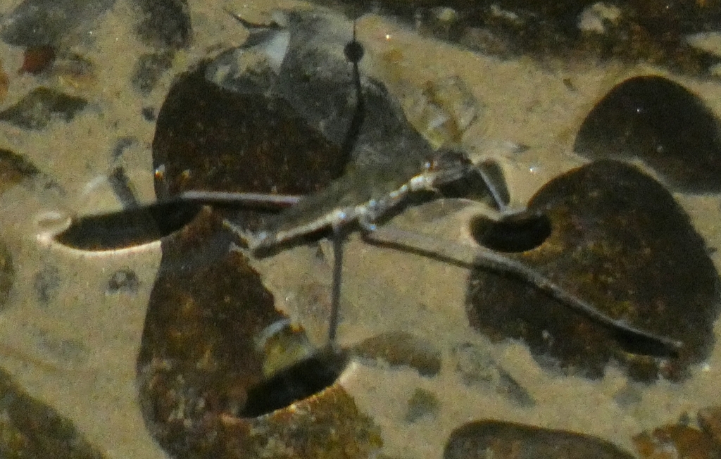 Common Water Strider from Portland Audubon Wildlife Sanctuary on August ...