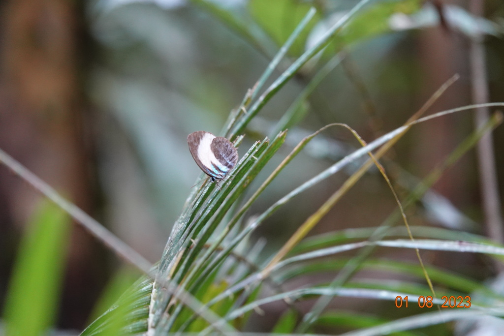 Danis phroso from Tabubil, Papua New Guinea on August 1, 2023 at 07:04 ...
