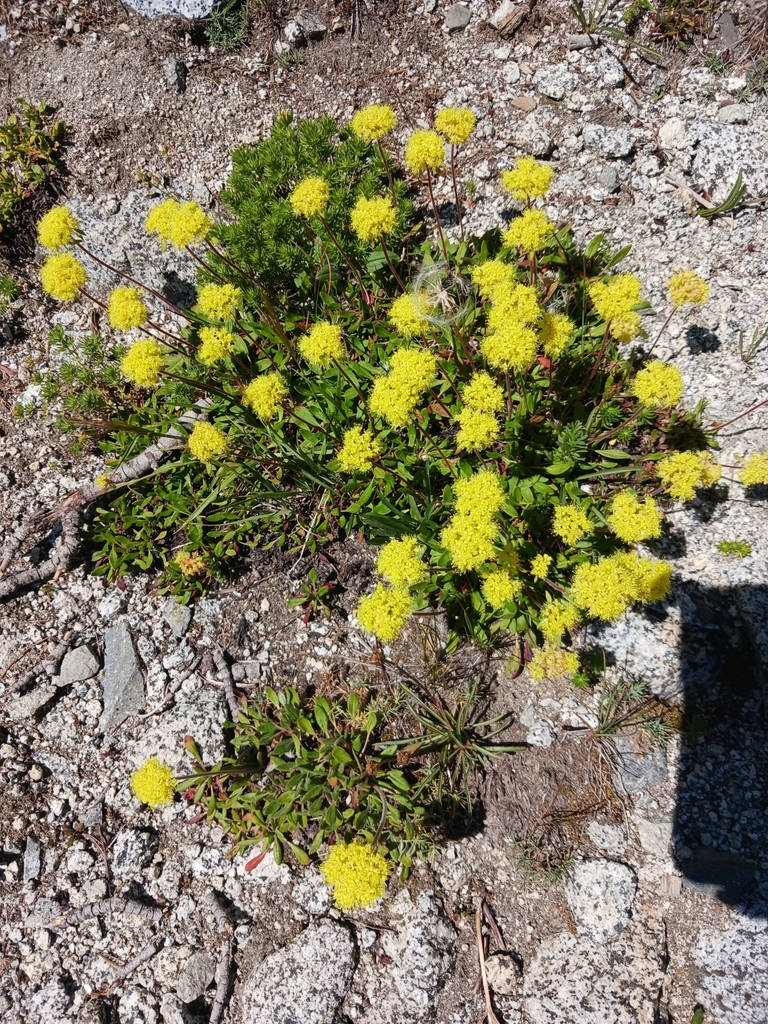 wild buckwheats from Wallowa County, US-OR, US on August 11, 2023 at 01 ...