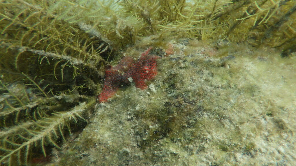 Mycale microsigmatosa from Tequesta, FL 33469, USA on July 22, 2023 at ...