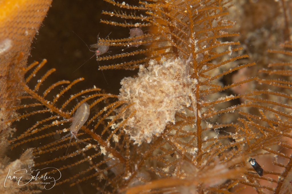 Janolus from Victoria, Australia on August 11, 2023 at 10:42 PM by Ian ...