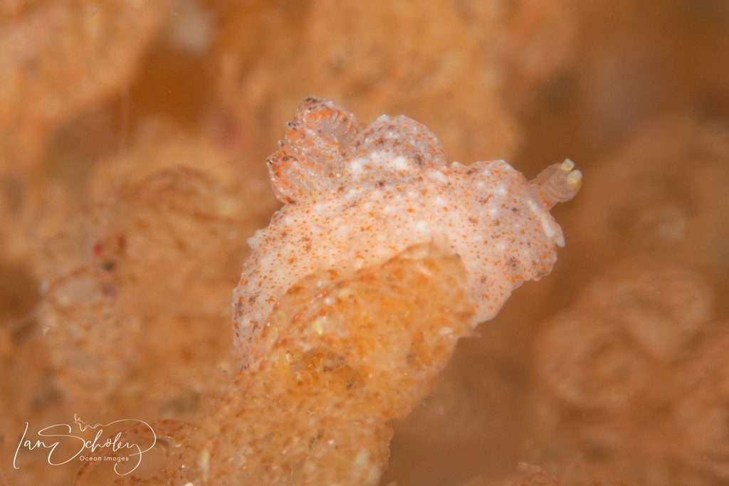 Polycera from Victoria, Australia on August 11, 2023 at 10:17 PM by Ian ...