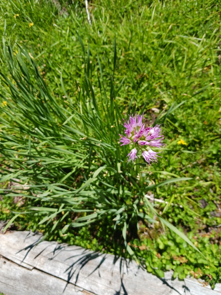 Swamp Onion from Wallowa County, US-OR, US on August 11, 2023 at 01:24 ...