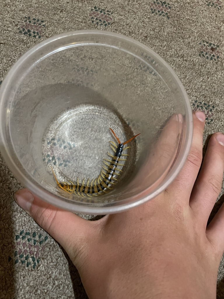 Giant Desert Centipede from Coronado National Forest, San Simon, AZ, US ...