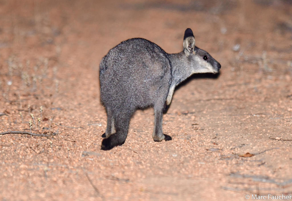 Western Brush Wallaby (Notamacropus irma) - Know Your Mammals