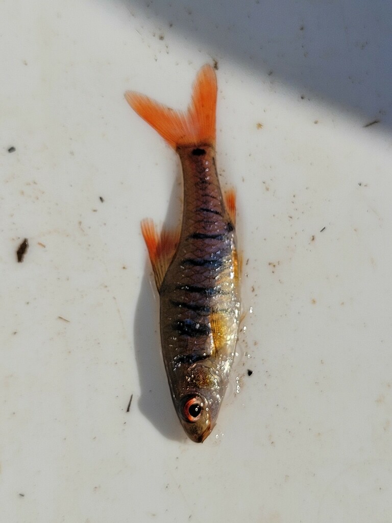 African Tiger Barb from Haut-Shaba, CD-KT, CD on August 9, 2023 at 10: ...