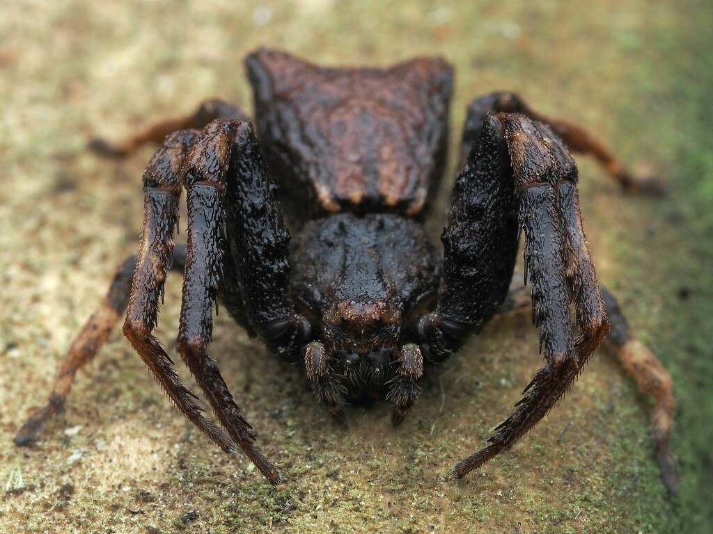 Square-ended Crab Spider from Exhibition Drive Path, Waitakere Ranges ...