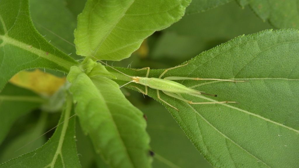 Oecanthus longicauda from Dalian, CN-LN, CN on August 12, 2023 at 10:06 ...