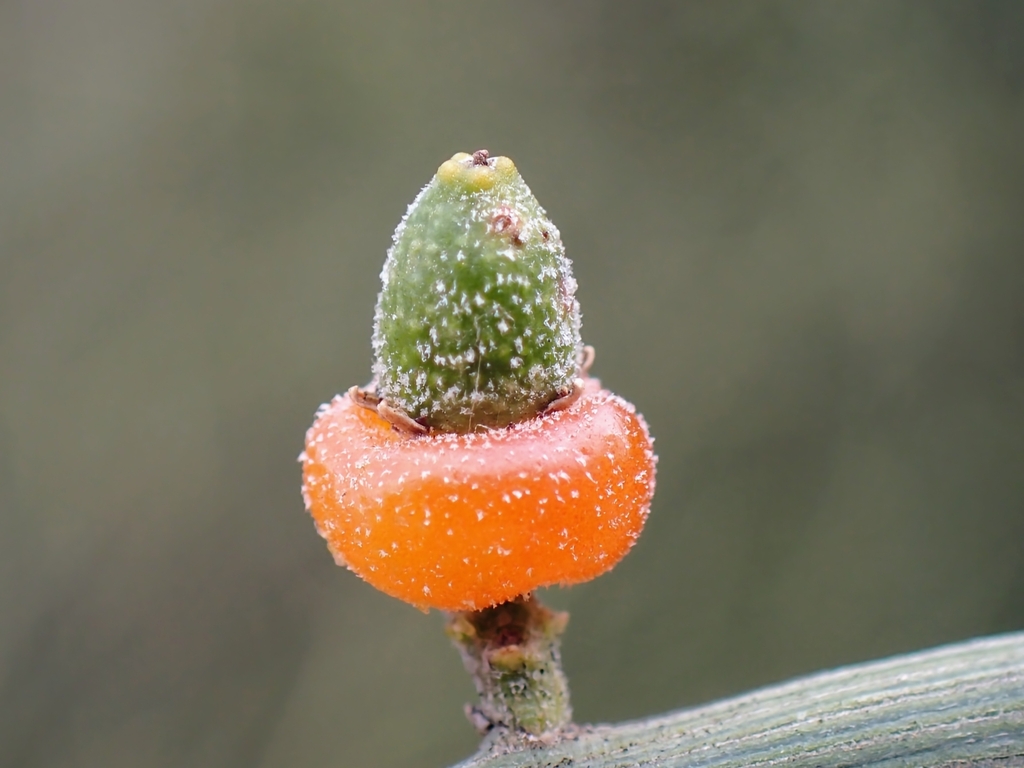 Leafless Ballart (Exocarpos aphyllus) - Botanical Realm