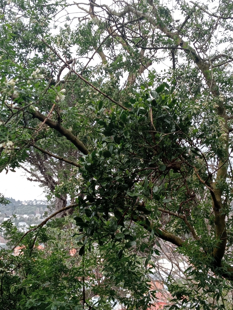 Green mistletoe in August 2023 by John Barkla. Hemiparasitic on tree ...