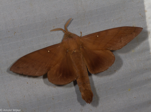 Suana concolor · iNaturalist