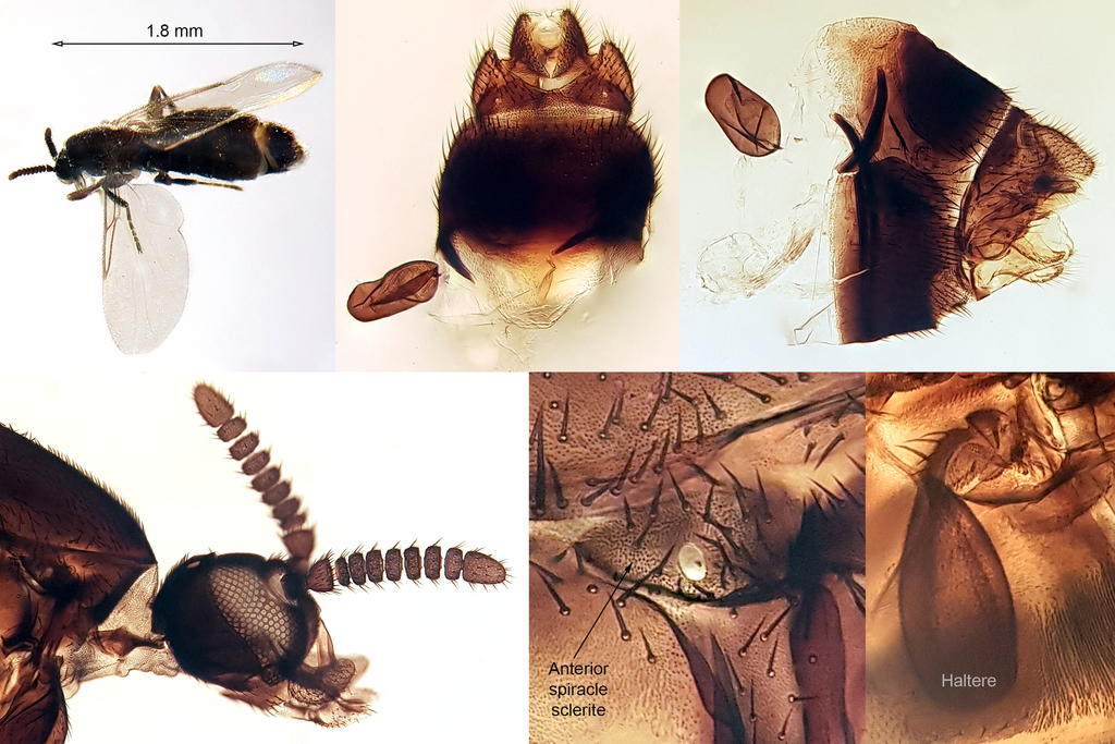 Coboldia fuscipes from Lausanne, Switzerland on November 15, 2020 at 03 ...