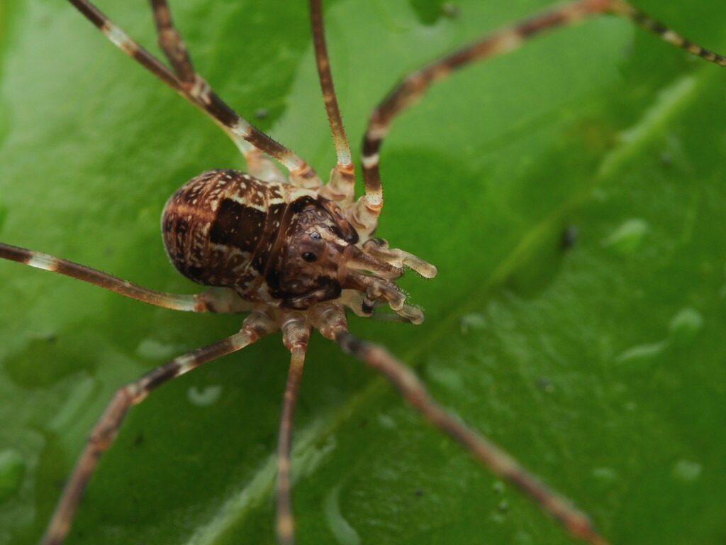 Forsteropsalis pureora from Exhibition Drive Path, Waitakere Ranges ...