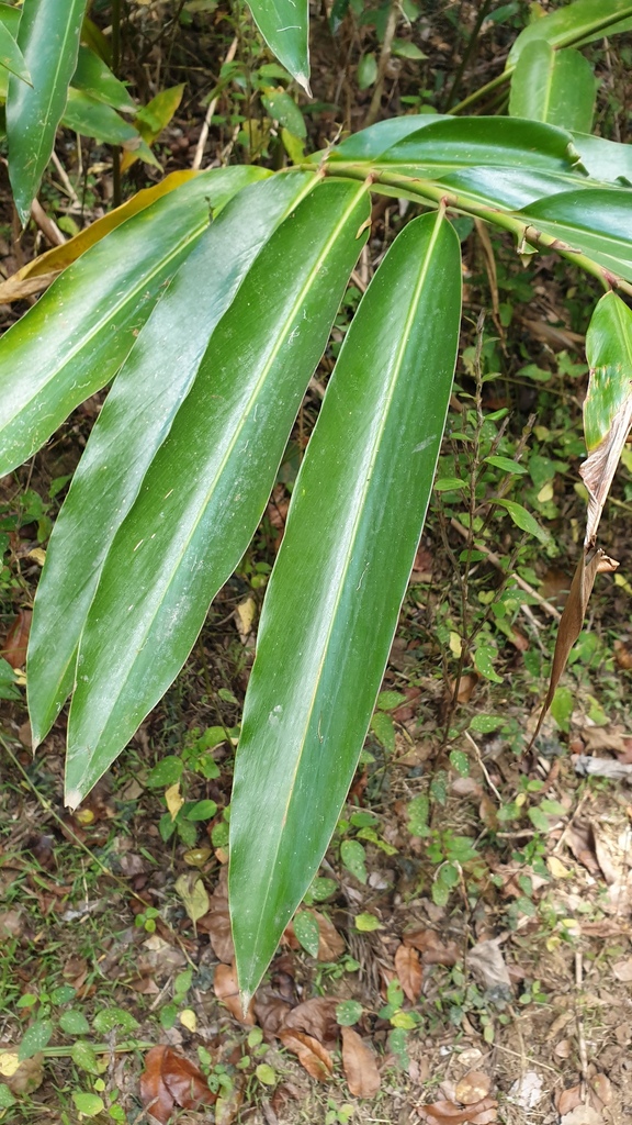 Native Ginger from Imbil QLD 4570, Australia on August 10, 2023 at 10: ...