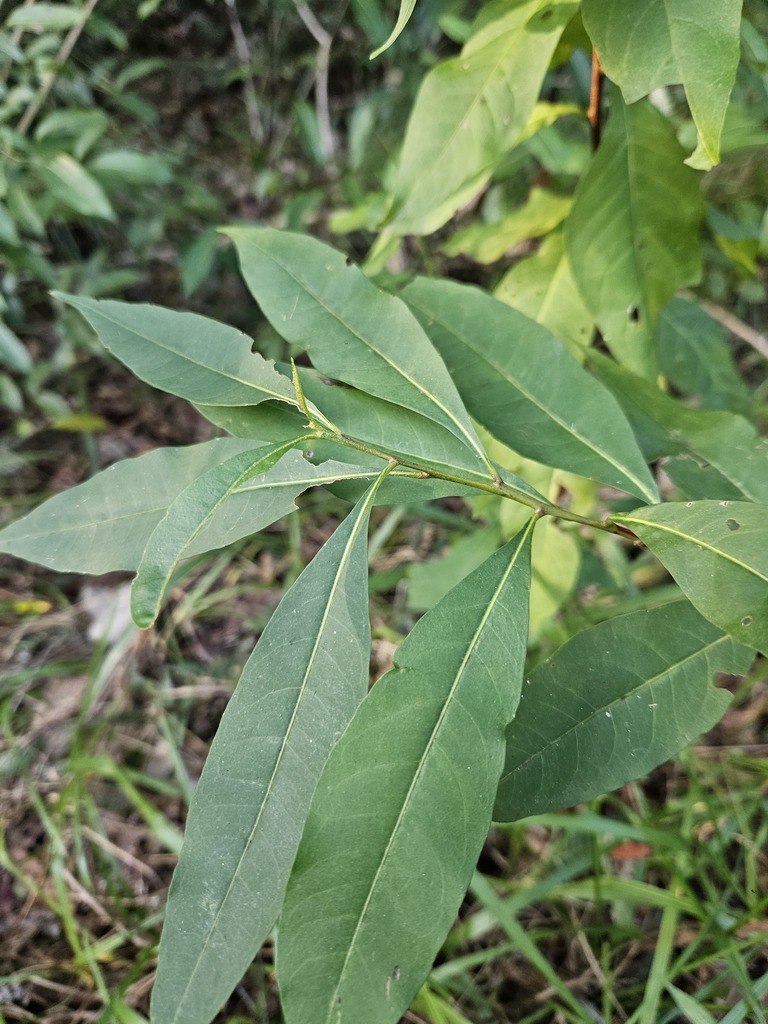 Common Hop Bush from Pomona QLD 4568, Australia on August 1, 2023 at 03 ...