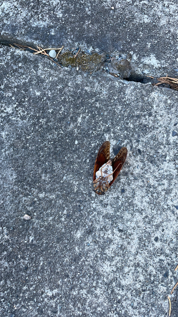 Large Brown Cicada from Kagamino, Tomata-Gun on August 12, 2023 at 04: ...