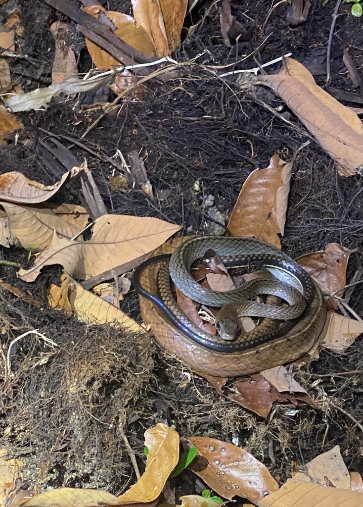 Brown Rat Snake from Singapore Island, SG on August 8, 2023 at 10:50 PM ...