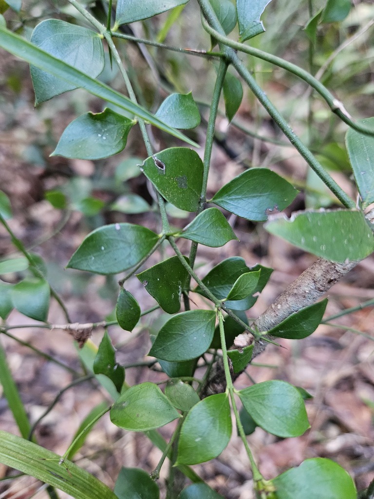 conkerberry from Pomona QLD 4568, Australia on August 1, 2023 at 03:52 ...