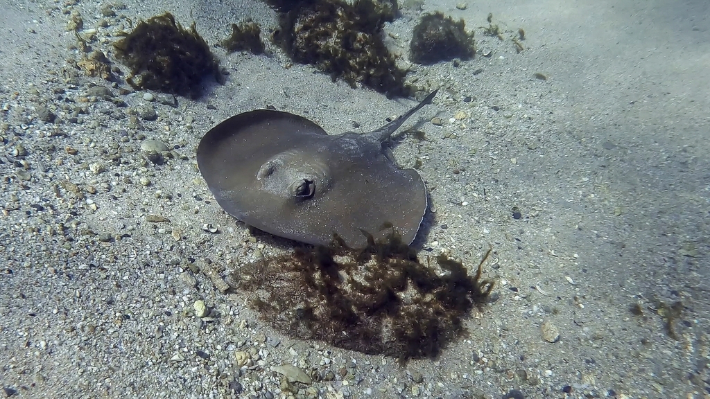 Common Stingaree from Shoalhaven, NSW, Australia on May 30, 2023 at 09: ...
