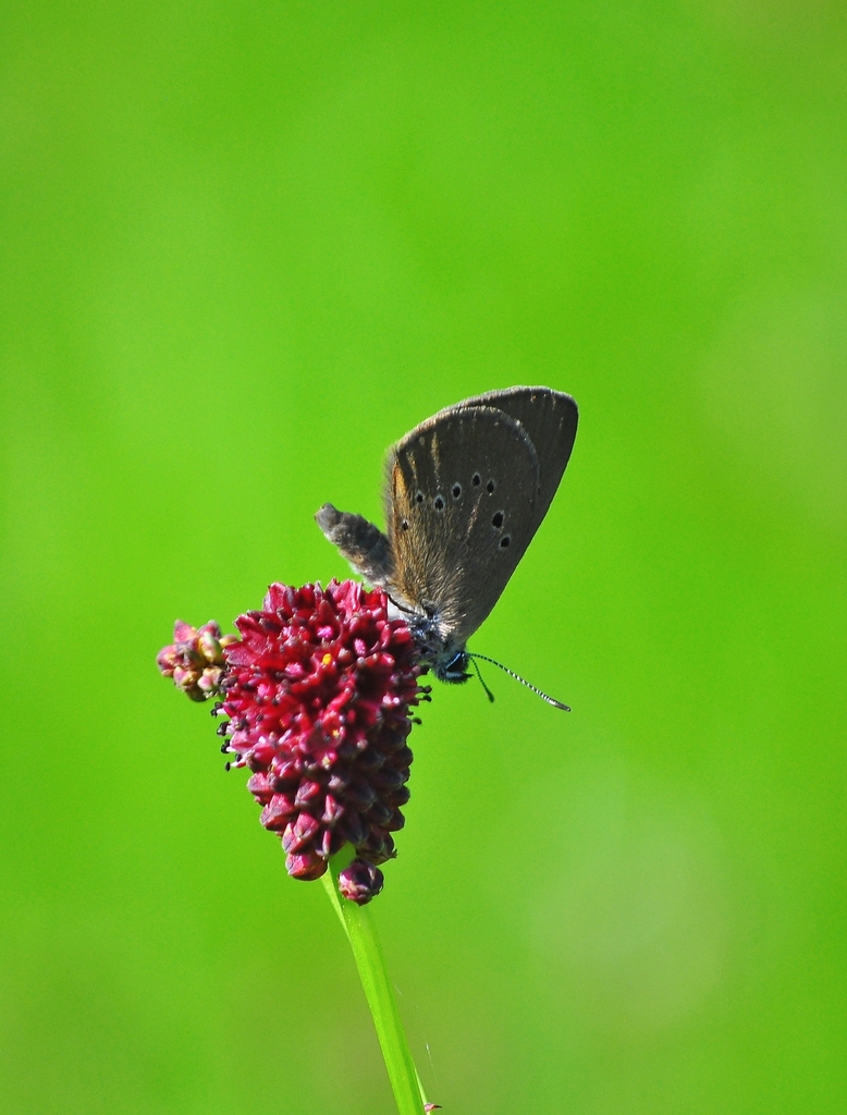 Dusky Large Blue from 92706 Luhe-Wildenau, Deutschland on August 11 ...